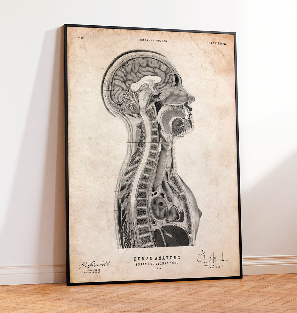 Brain anatomy poster - Anatomy Art - Codex Anatomicus