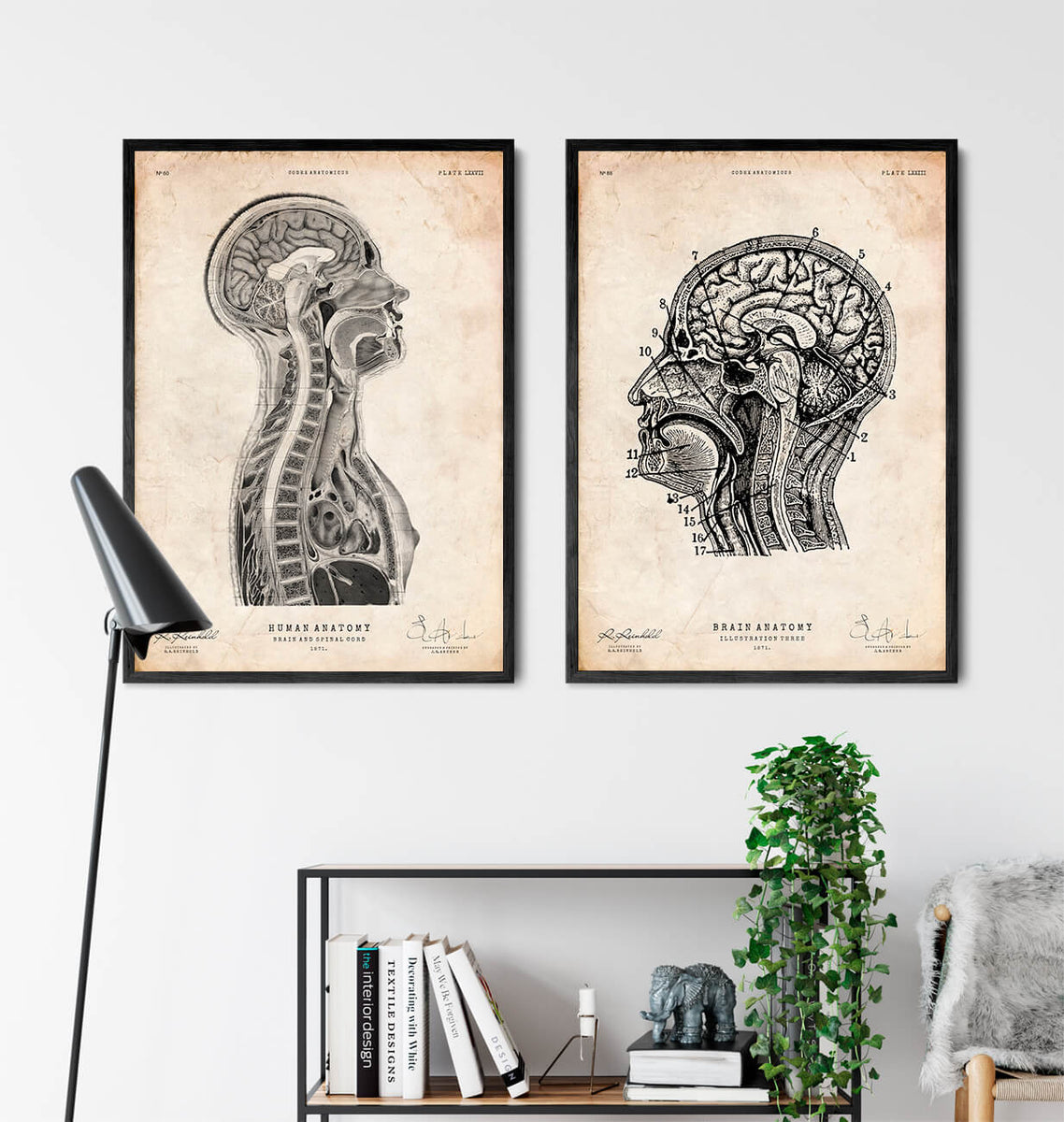 Brain anatomy poster - Anatomy Art - Codex Anatomicus