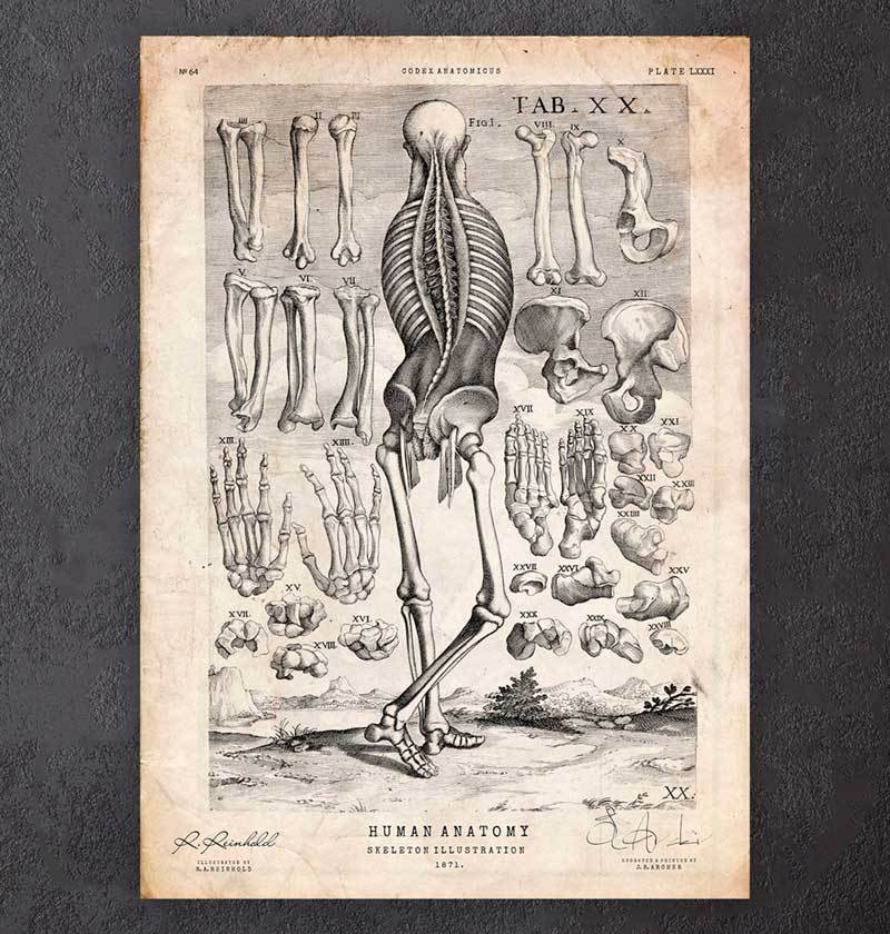Human skeleton diagram – Codex Anatomicus