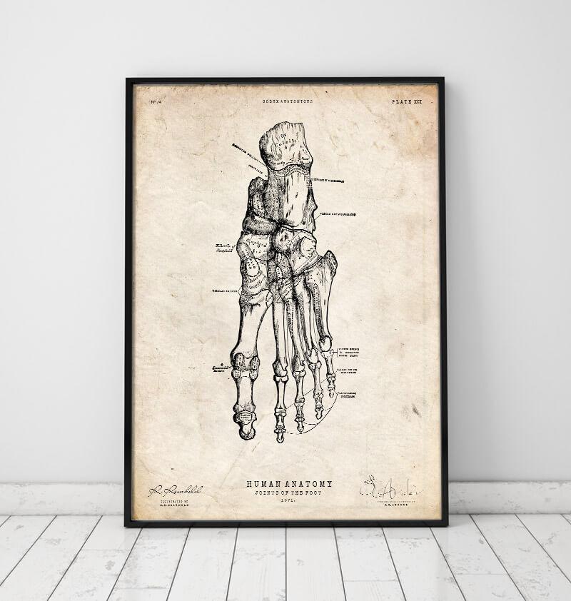 Human foot anatomy print - Codex Anatomicus