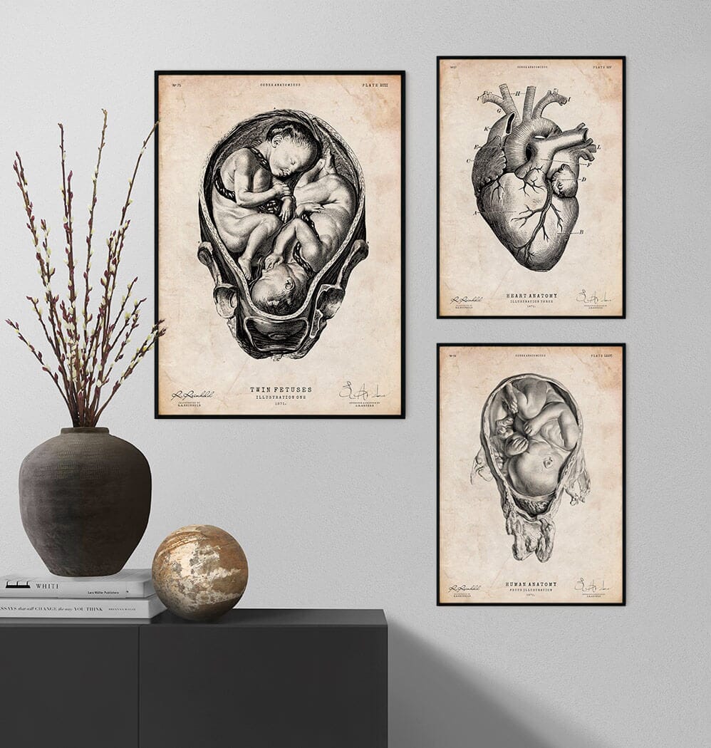 Fetus anatomy diagram - Codex Anatomicus