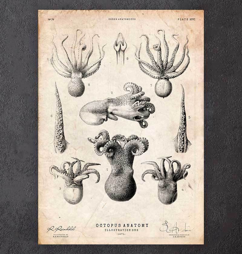 Octopus anatomy poster - Codex Anatomicus