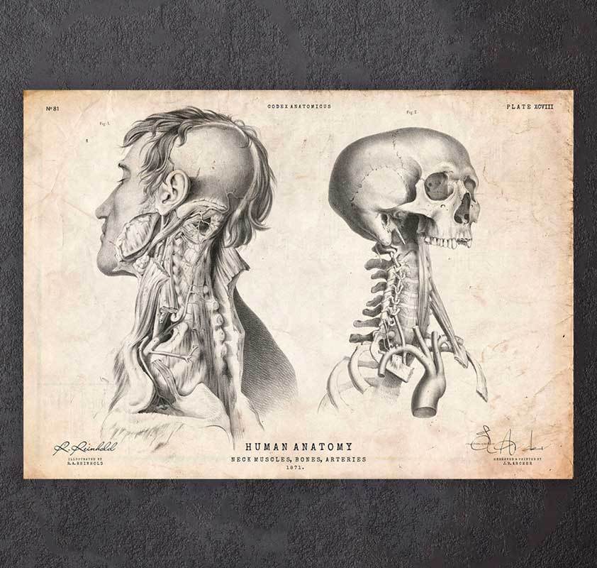 Head anatomy art - Codex Anatomicus