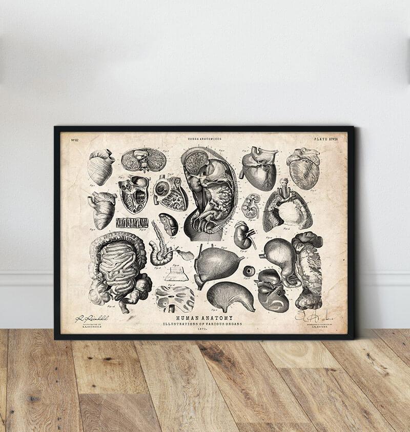 Anatomy chart drawing - Codex Anatomicus