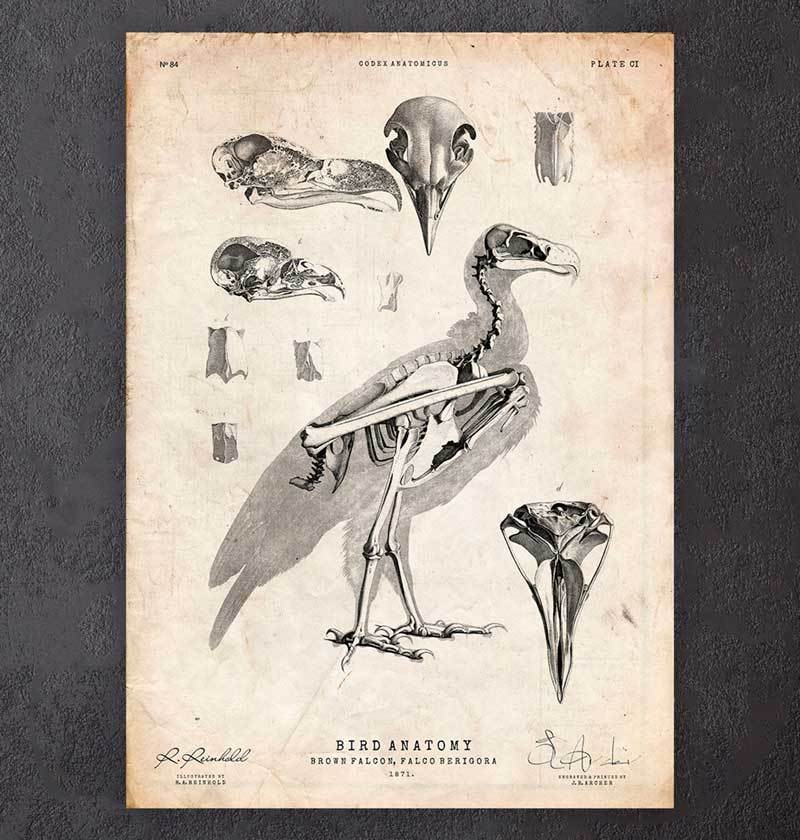 Bird anatomy poster - Falcon - Codex Anatomicus