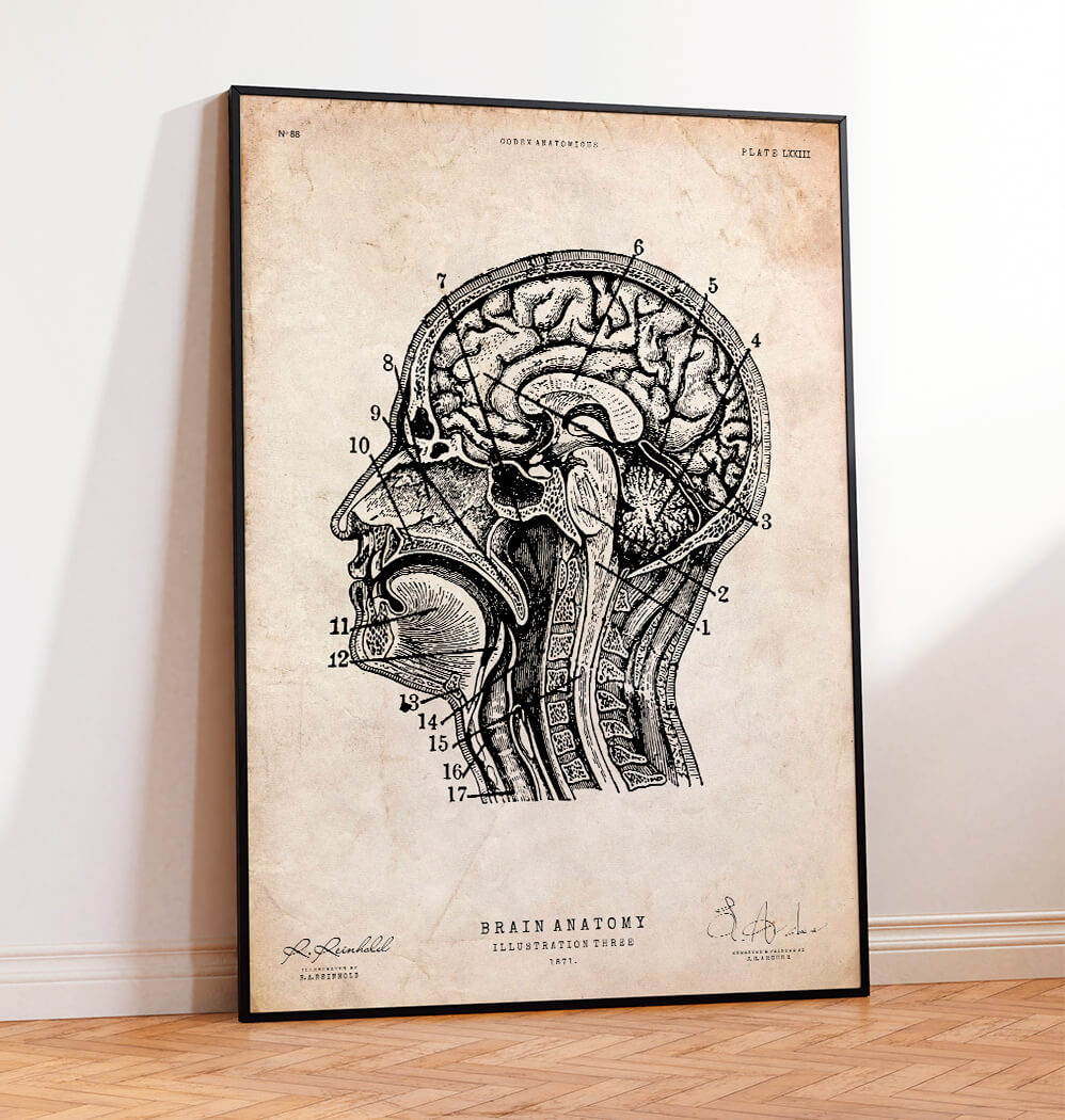 Brain sections anatomy poster – Codex Anatomicus