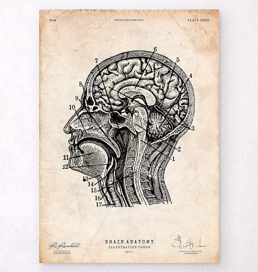 Brain sections anatomy poster – Codex Anatomicus