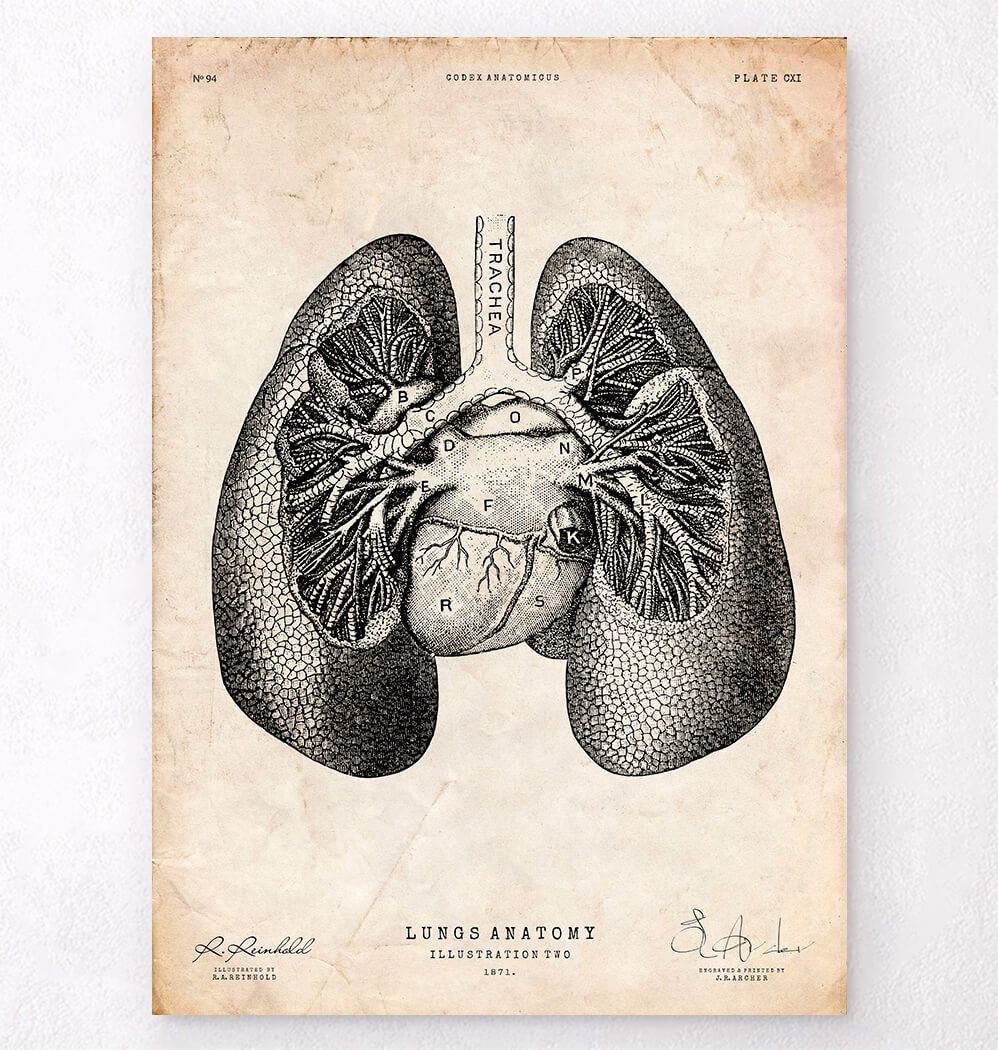Lungs anatomy drawing - Codex Anatomicus