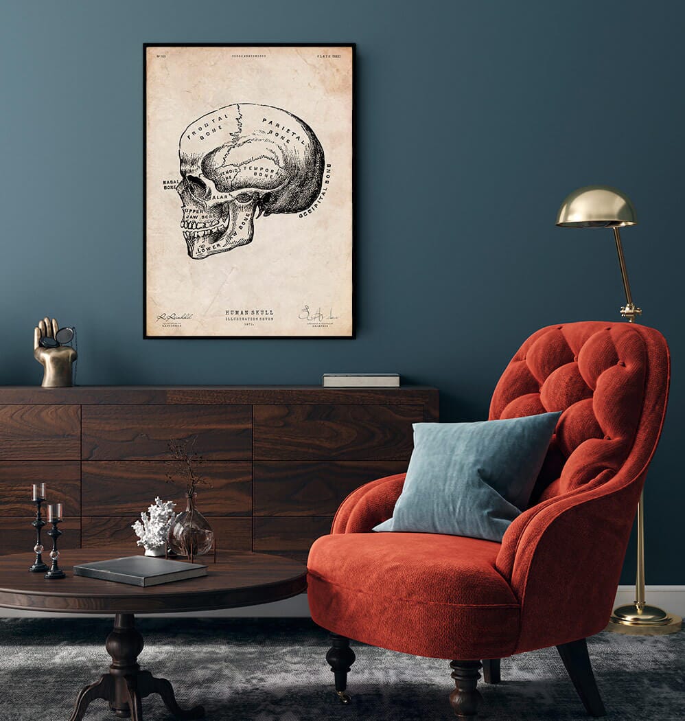 Human skull print IX - Codex Anatomicus