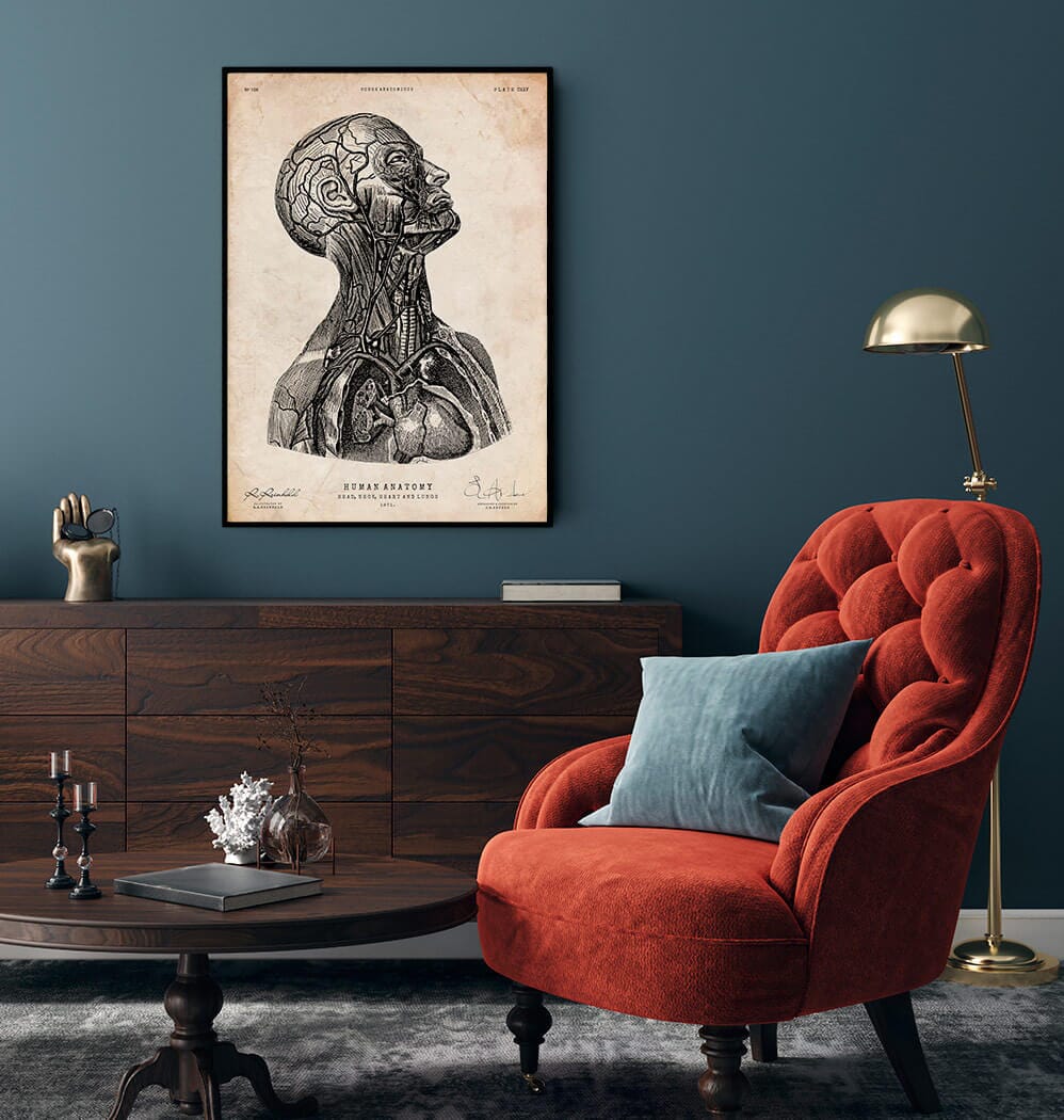 Upper body anatomy art - Codex Anatomicus