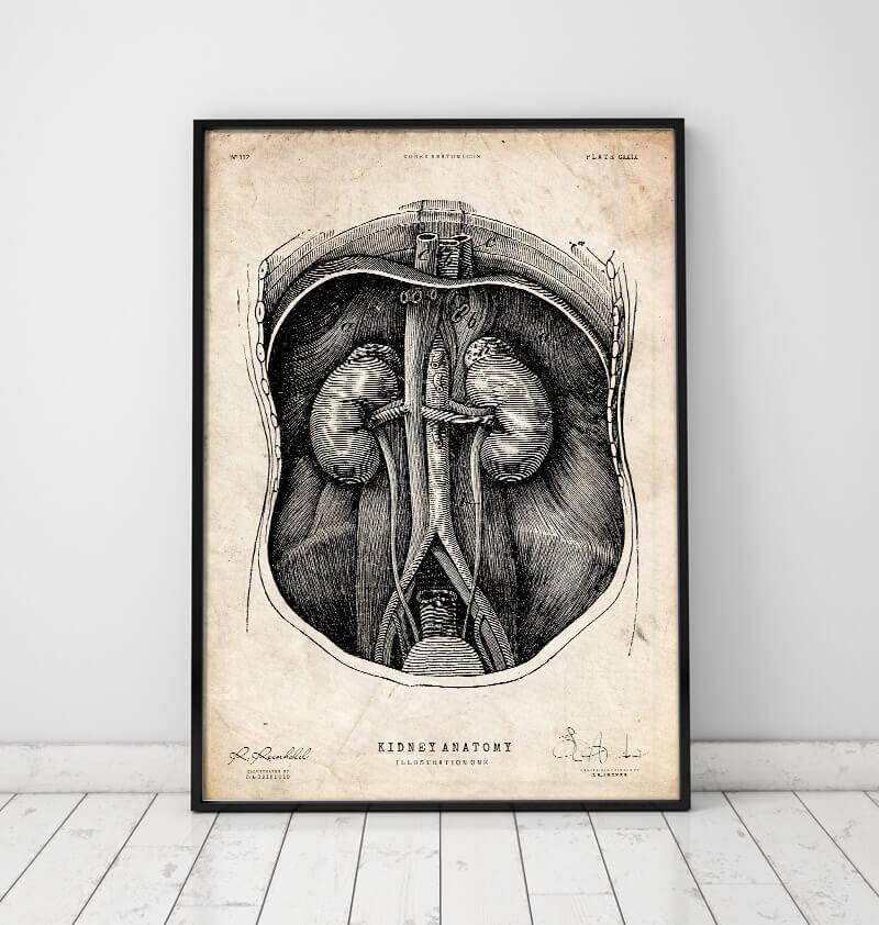 Kidney anatomy poster - Codex Anatomicus