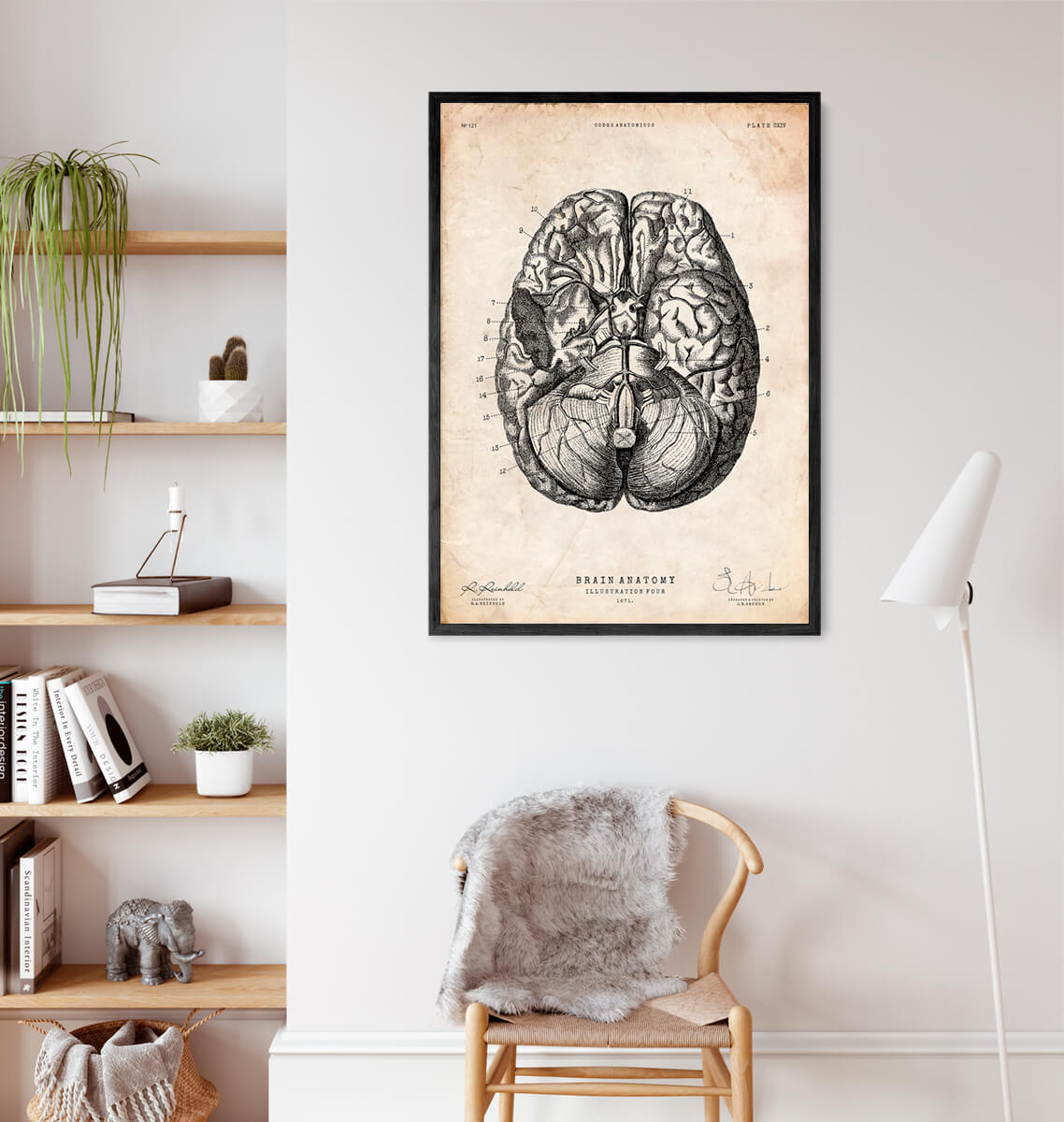 Brain sections anatomy poster - Codex Anatomicus