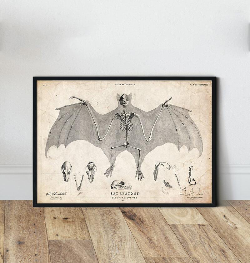 Bat anatomy art print - Codex Anatomicus
