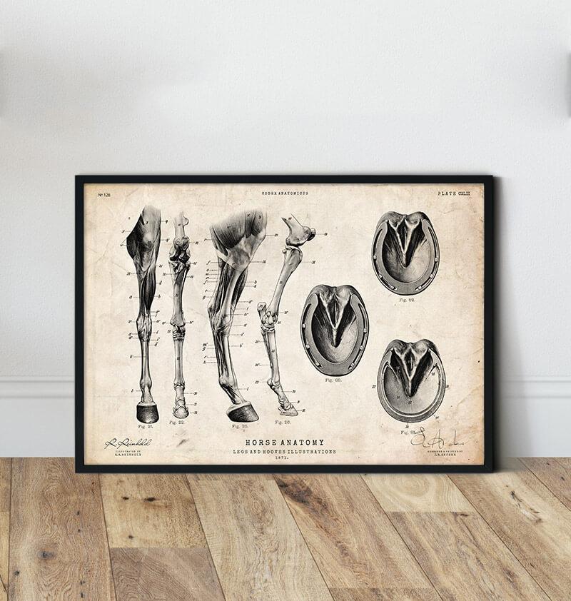 Pferdebeine und Hufe Anatomie- Anatomie Kunst - Codex Anatomicus®
