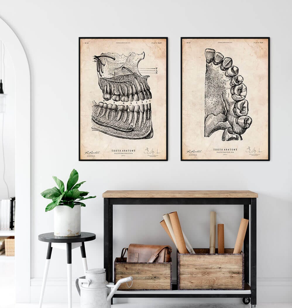 Dental anatomy poster - Dental Anatomy - Codex Anatomicus