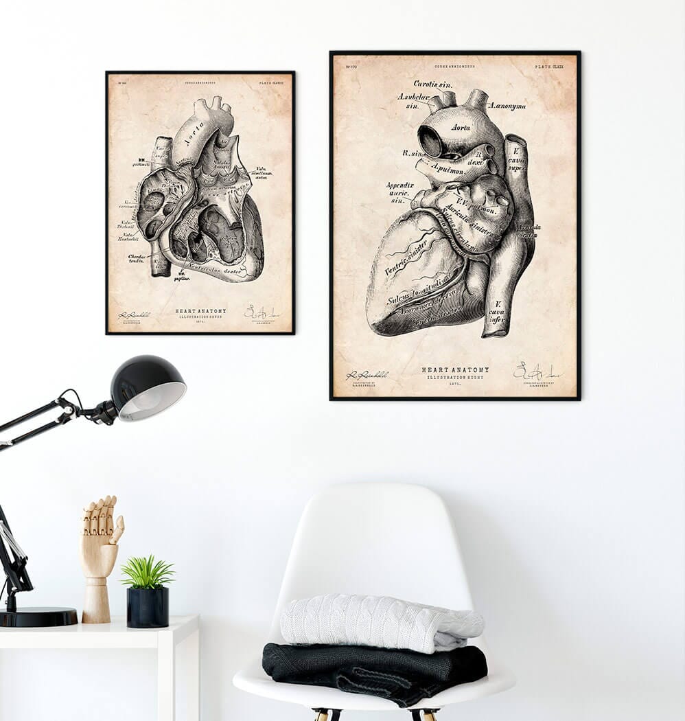 Heart anatomy poster - Vintage - Codex Anatomicus