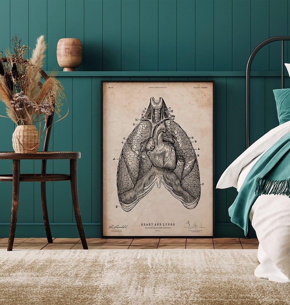 Heart and Lungs anatomy art poster – Codex Anatomicus