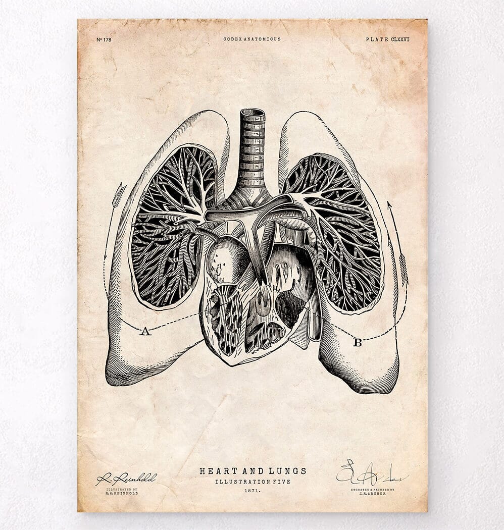 Heart and Lungs anatomy poster – Codex Anatomicus