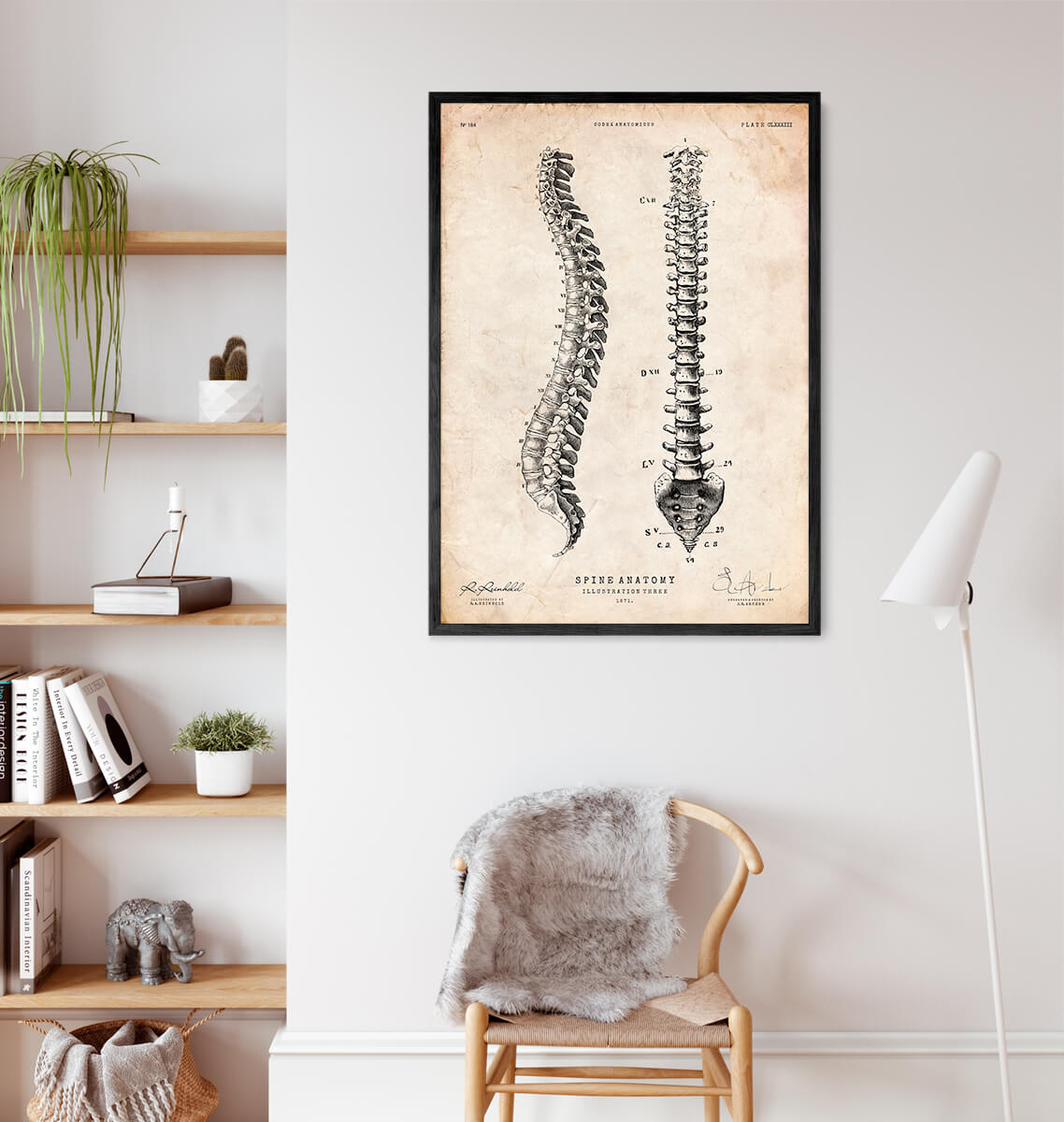 Spine anatomy chart - Codex Anatomicus