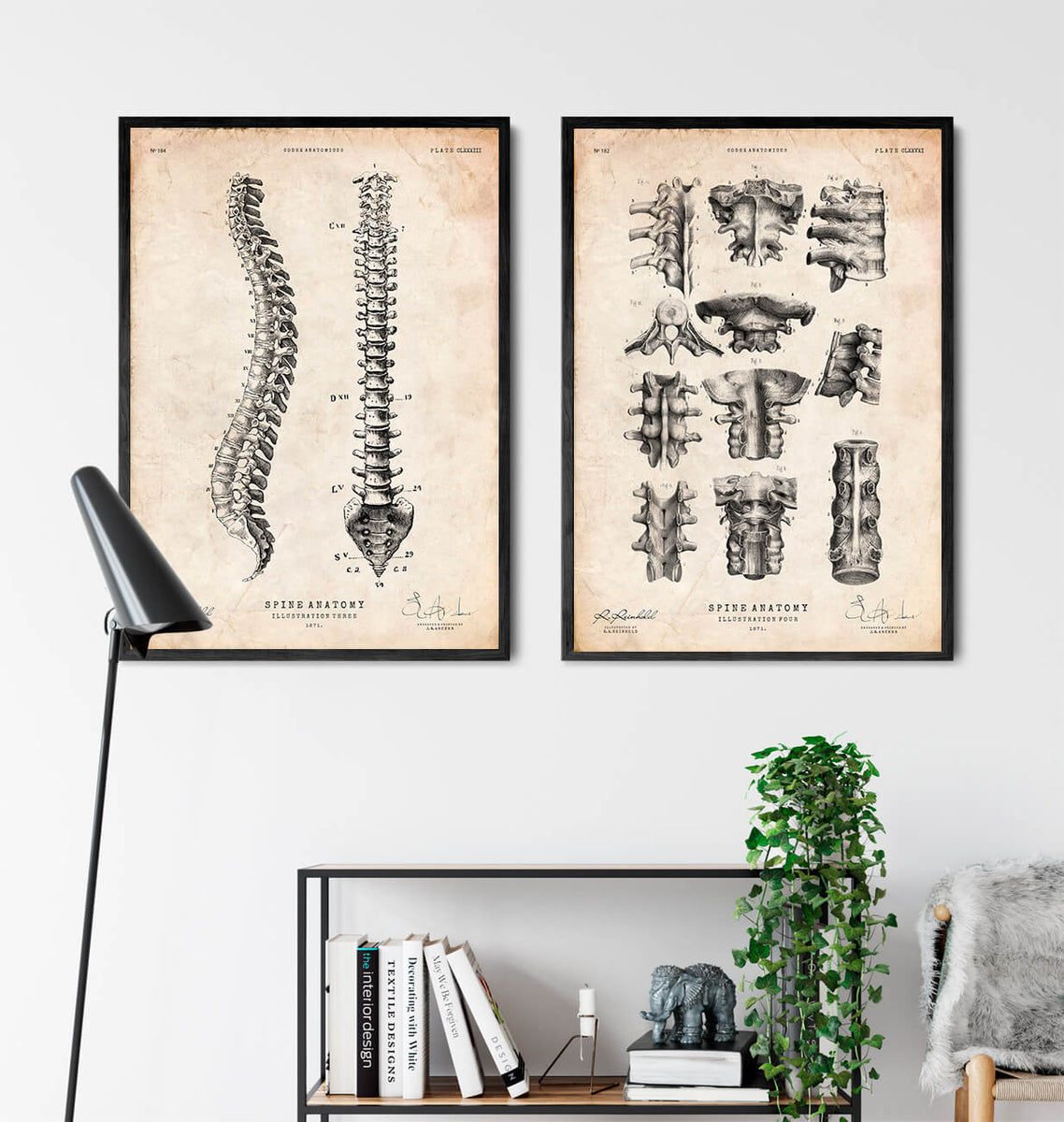 Spine anatomy chart - Codex Anatomicus