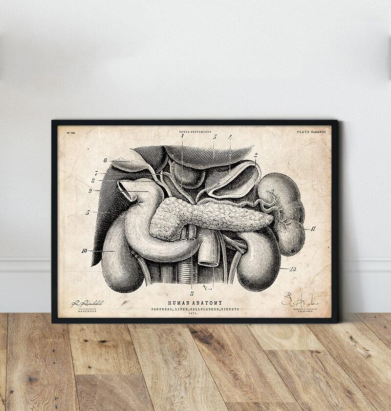 Pancreas, liver and gallbladder anatomy poster – Codex Anatomicus