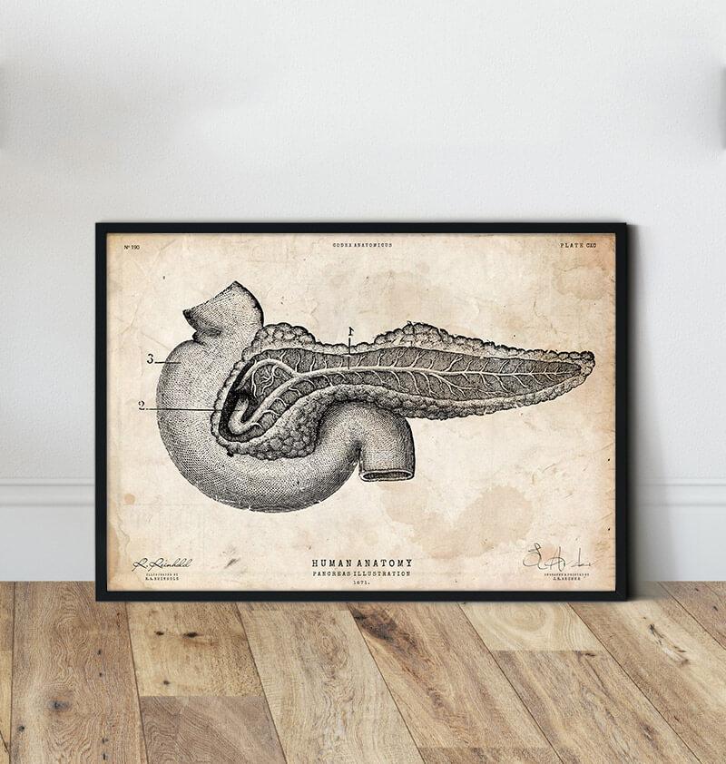 Pancreas anatomy print - Codex Anatomicus