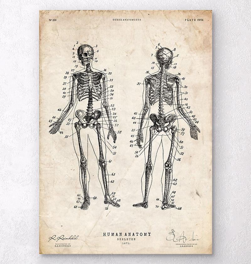 Human skeleton chart - Codex Anatomicus