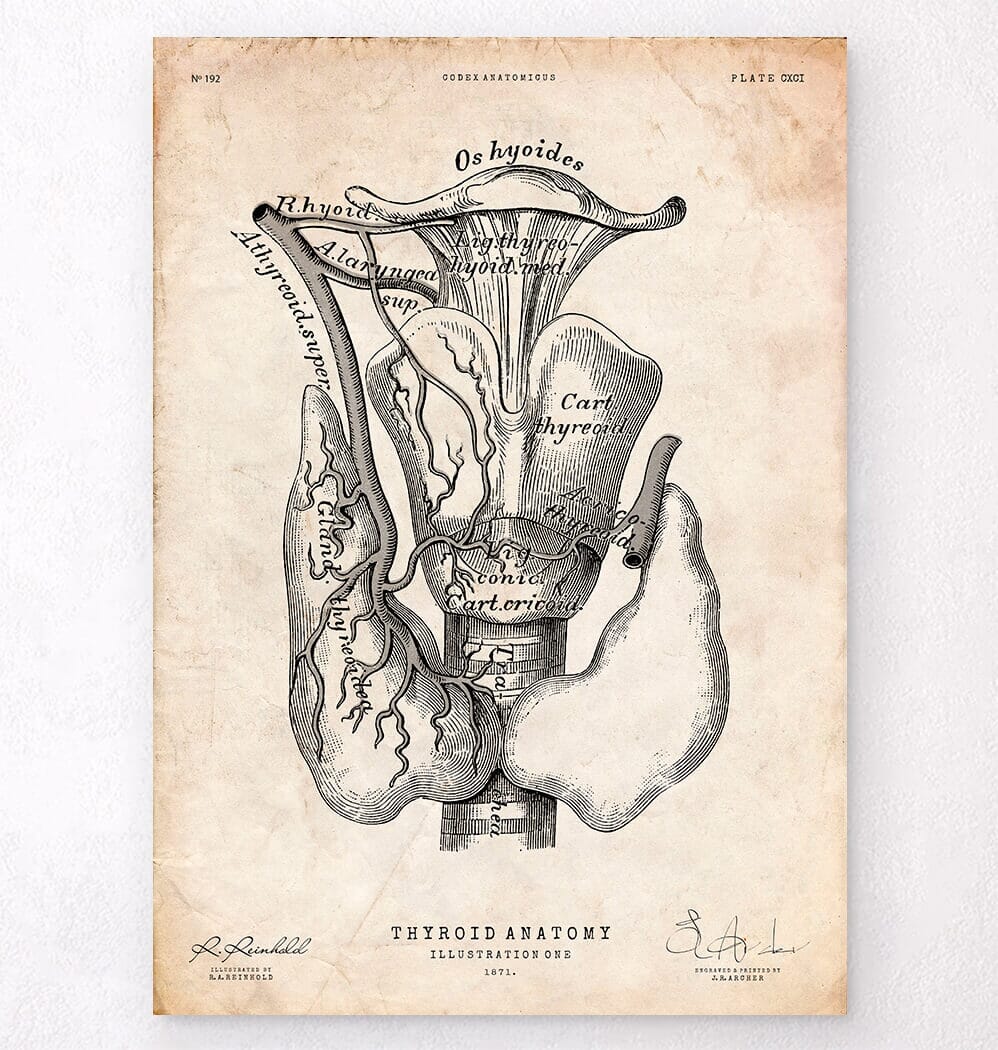 Thyroid anatomy art print - Codex Anatomicus