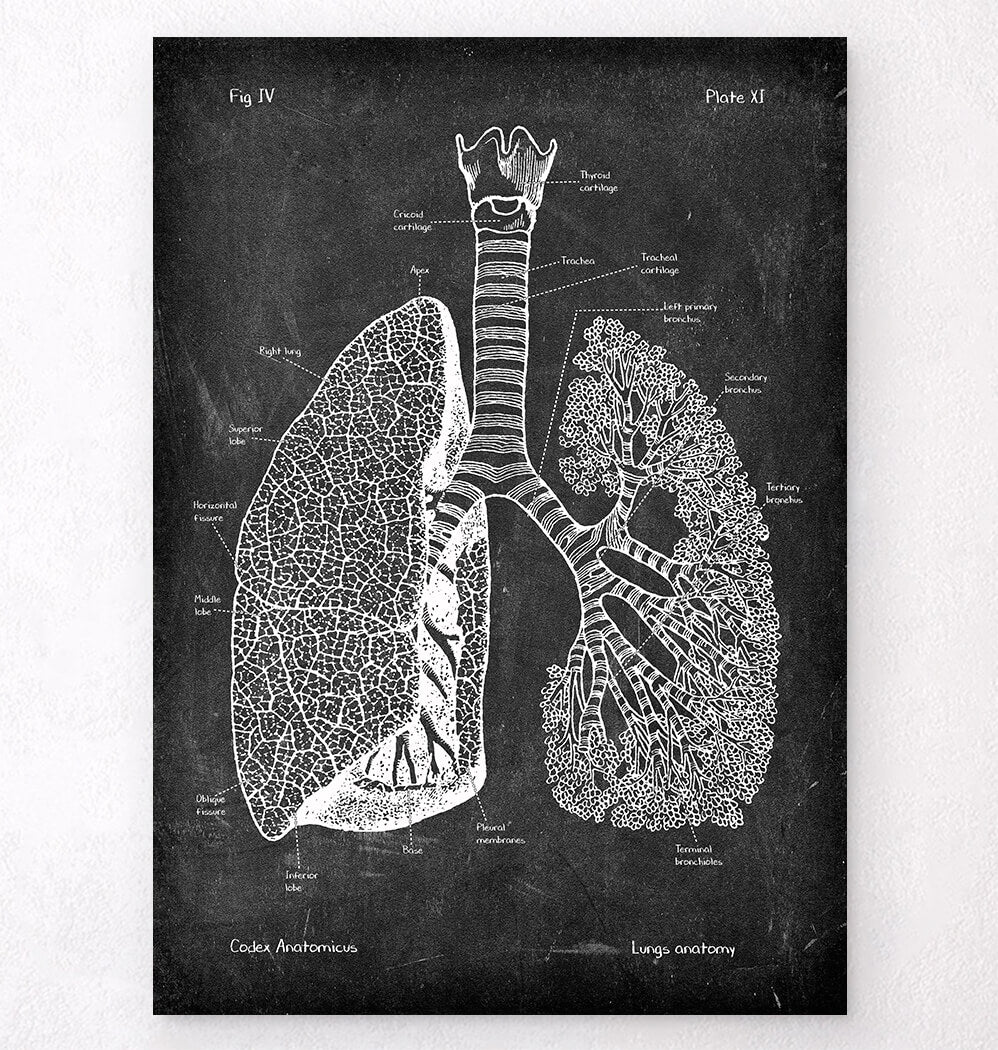 Lungs anatomy art - Chalkboard - Codex Anatomicus