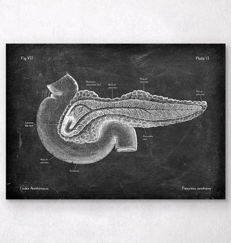 Pancreas anatomy art - Chalkboard - Codex Anatomicus