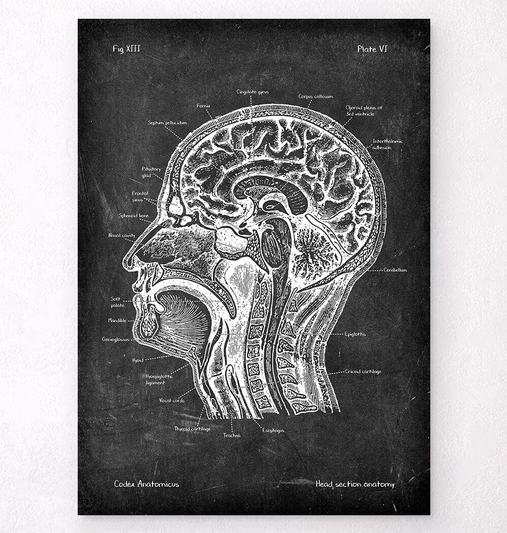 Head section anatomy art print - Human Anatomy - Codex Anatomicus