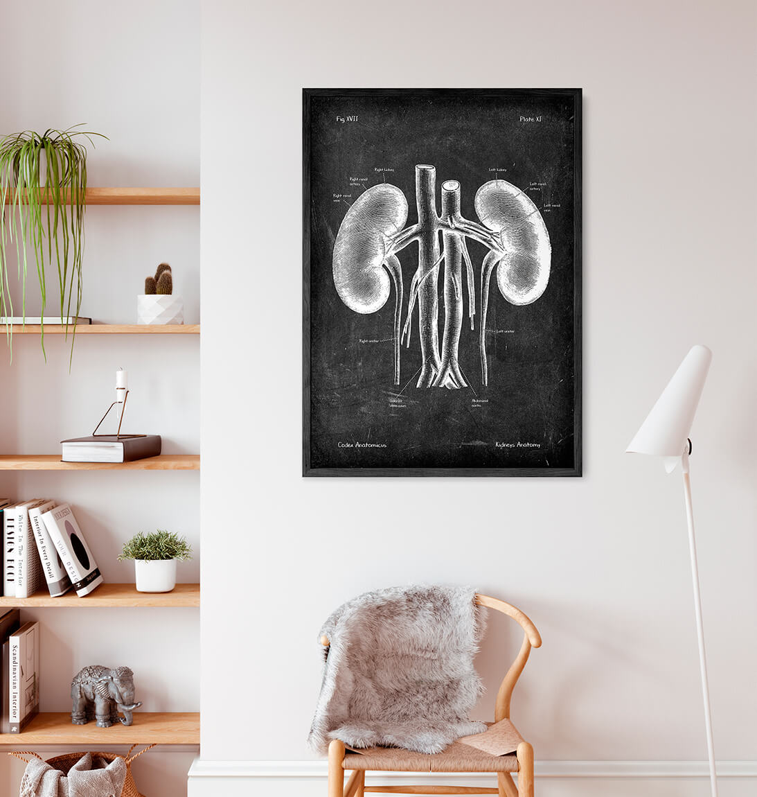 Kidneys anatomy art print - Codex Anatomicus