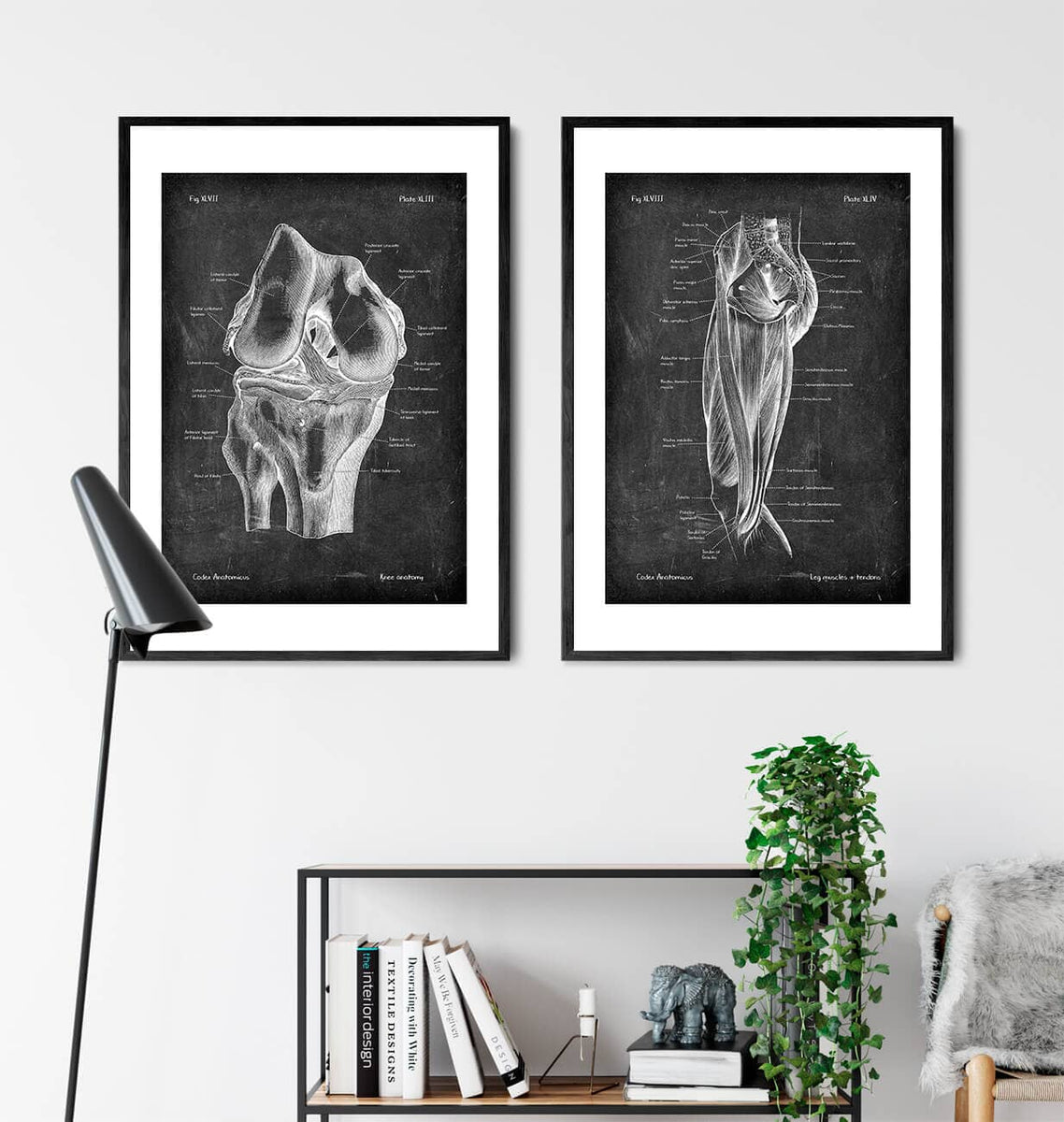 Leg muscles anatomy - Chalkboard Style - Codex Anatomicus