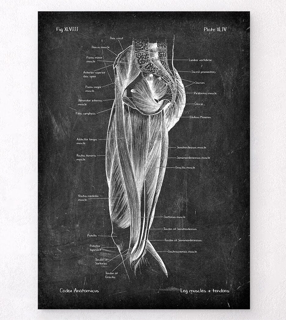 Leg muscles anatomy - Chalkboard Style - Codex Anatomicus