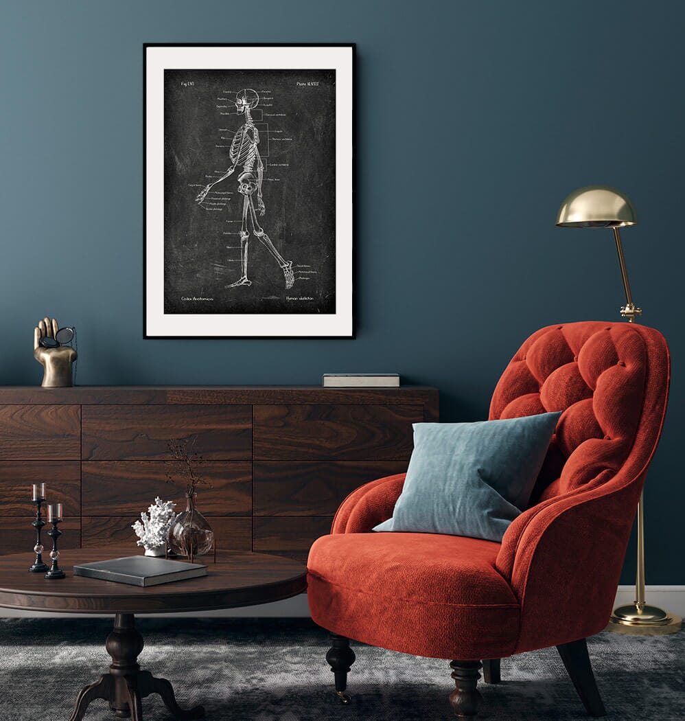 Skeleton chart - Chalkboard Style - Codex Anatomicus