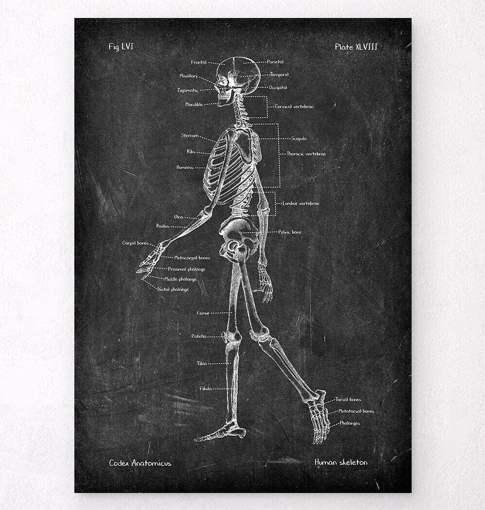 Skeleton chart - Chalkboard Style - Codex Anatomicus