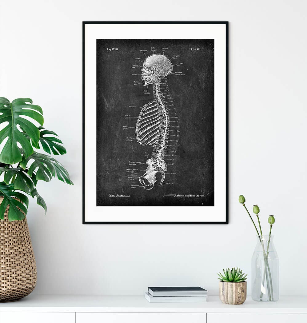 Skeleton sagittal view - Chalkboard Style - Codex Anatomicus
