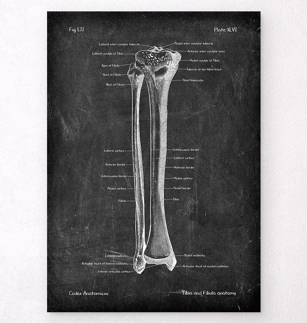Tibia and Fibula anatomy - Chalkboard Style - Codex Anatomicus