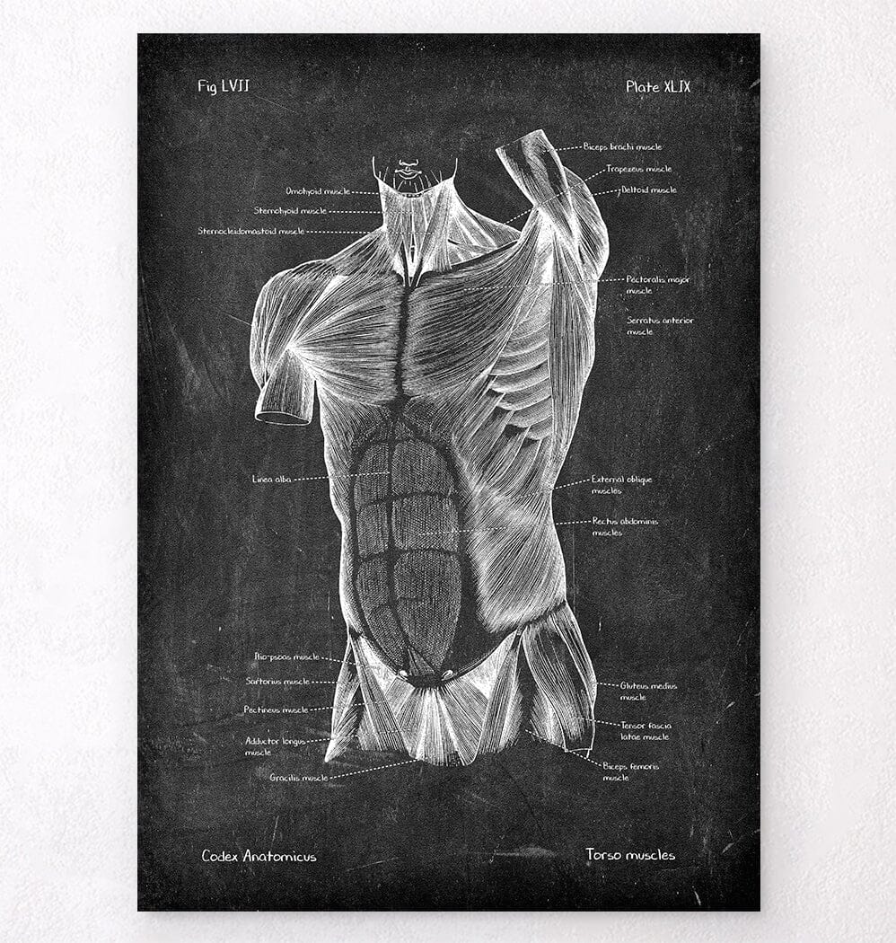 Torso muscles anatomy - Chalkboard Style - Codex Anatomicus