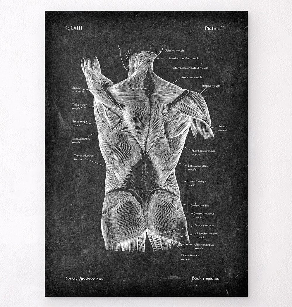Back muscles anatomy - Chalkboard Style - Codex Anatomicus
