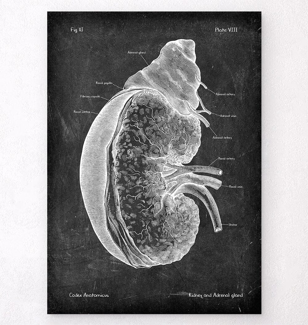 Kidney and adrenal gland anatomy art print - Codex Anatomicus