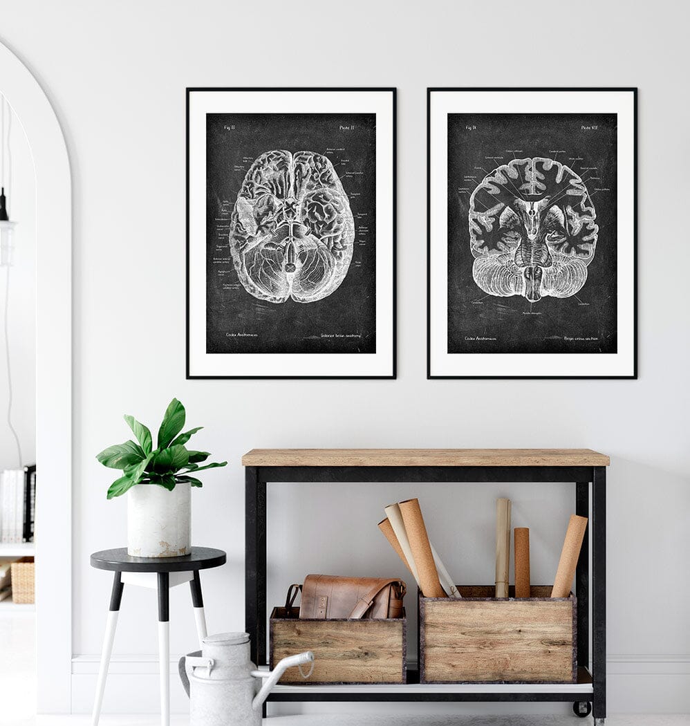 Brain cross section anatomy art - Chalkboard Style - Codex Anatomicus