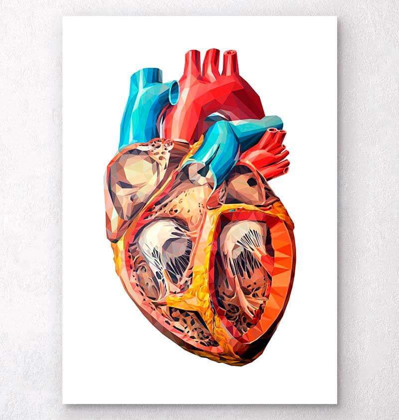 Anatomically Correct Human Heart Drawing