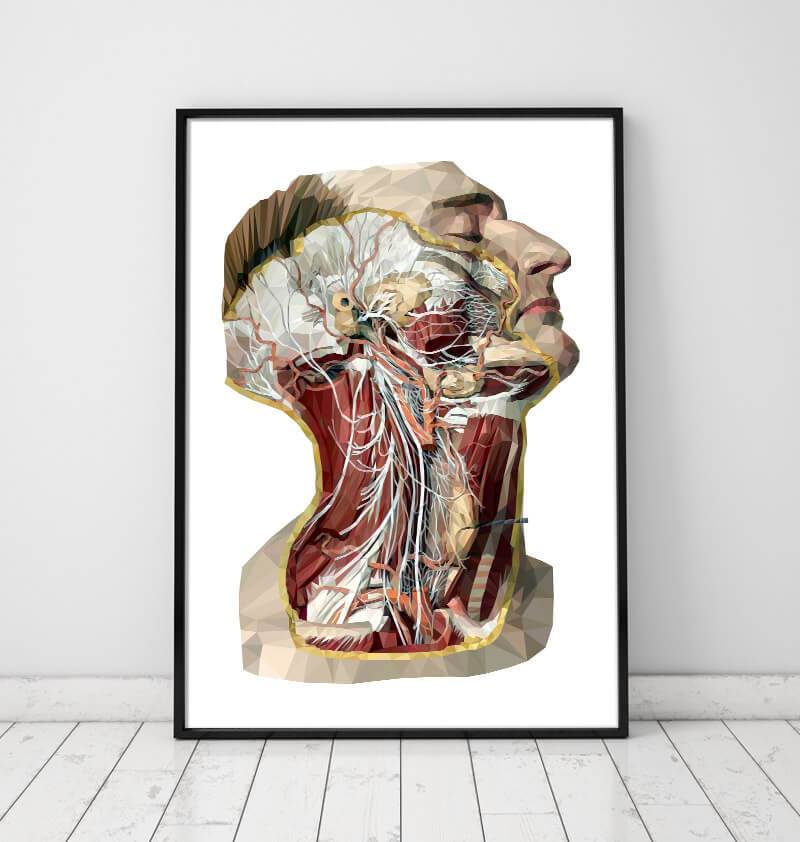 Geometric head, neck and face anatomy art – Codex Anatomicus