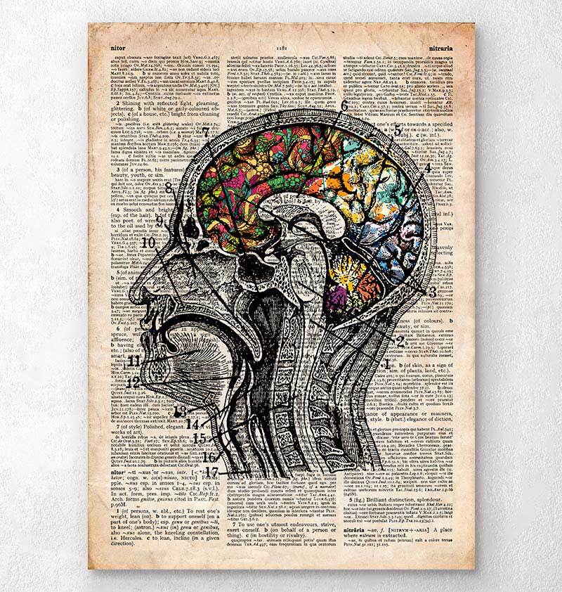 Brain anatomy art poster - Codex Anatomicus