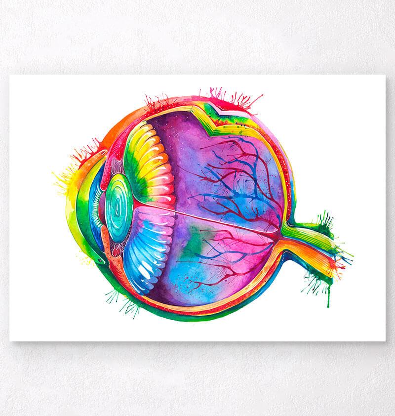 Eyeball Anatomy Drawing 1: Anatomy Of The Eye. | Download Scientific