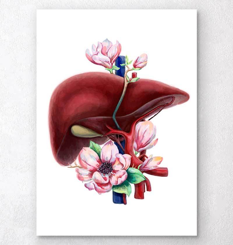 Floral liver anatomy art print - Codex Anatomicus