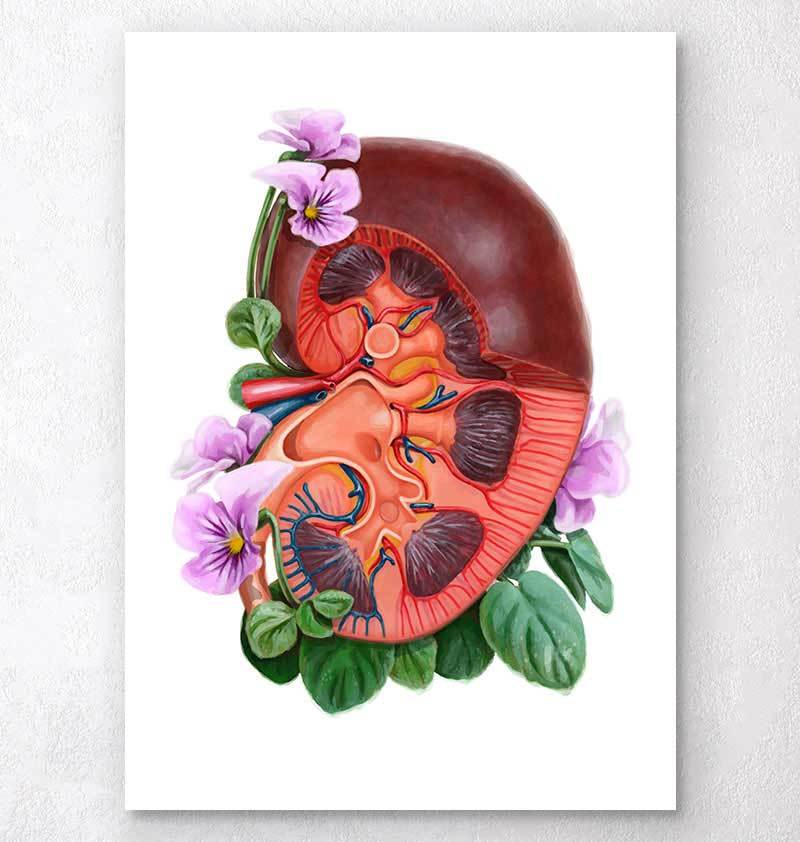 Floral watercolor kidney anatomy art print – Codex Anatomicus