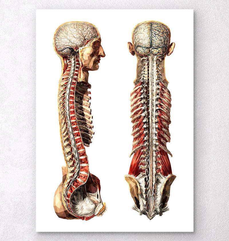 Human anatomy dictionary art print – Codex Anatomicus