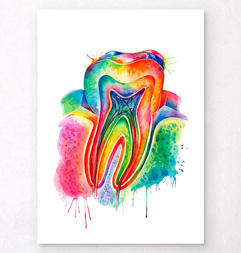 Tooth anatomy art print - Codex Anatomicus